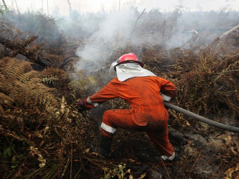 Forest Fire Prevention | Smithsonian Photo Contest | Smithsonian Magazine
