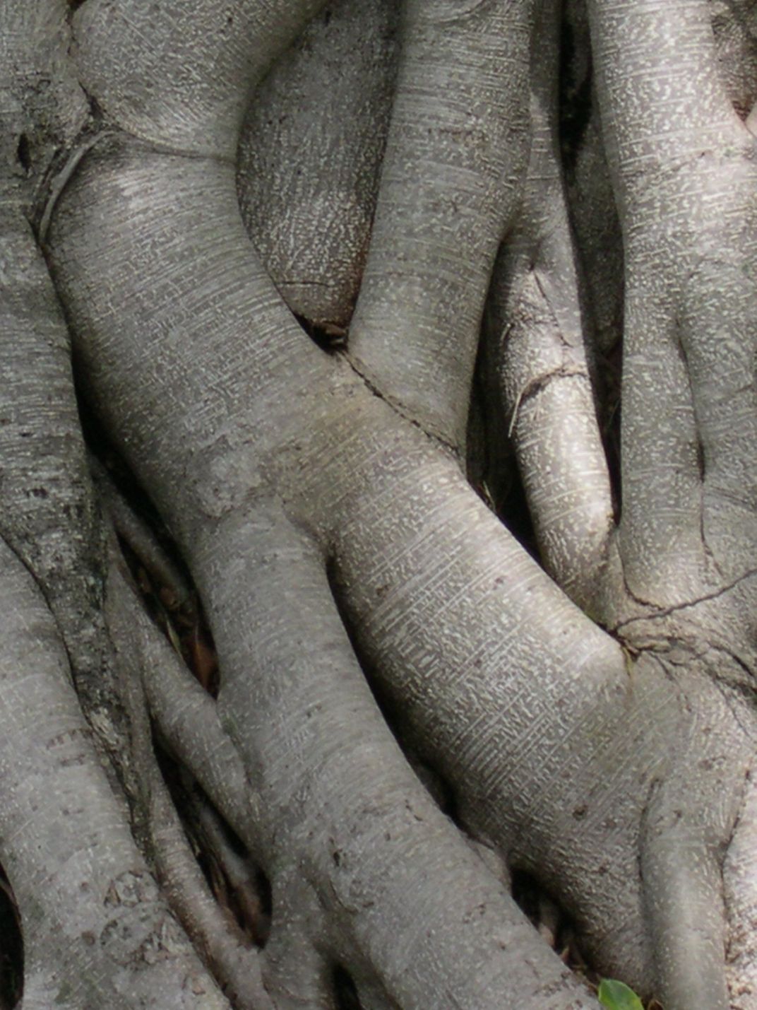 Ficus tree trunk | Smithsonian Photo Contest | Smithsonian Magazine