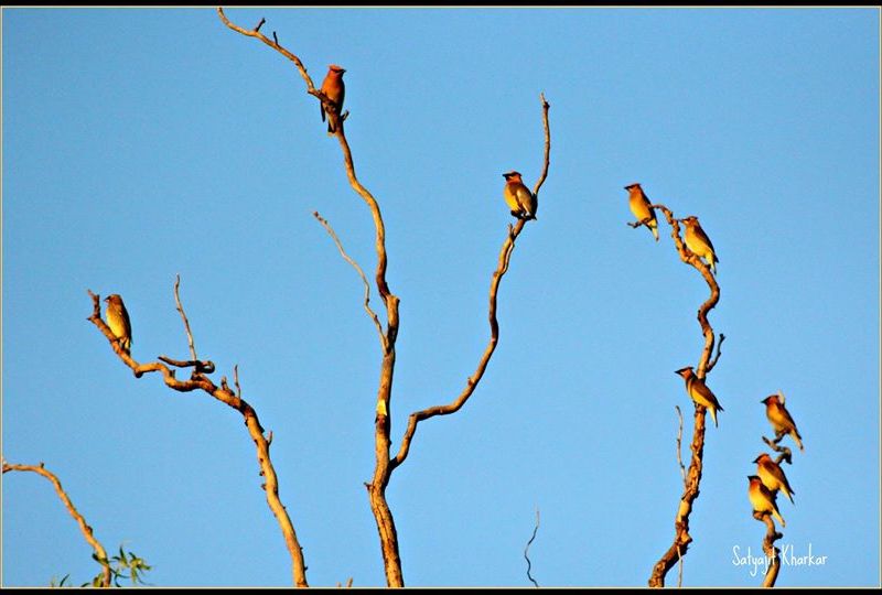 Nine Birds Orchestra | Smithsonian Photo Contest | Smithsonian Magazine