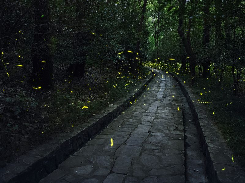 Fireflies in Nanjing, China | Smithsonian Photo Contest | Smithsonian ...