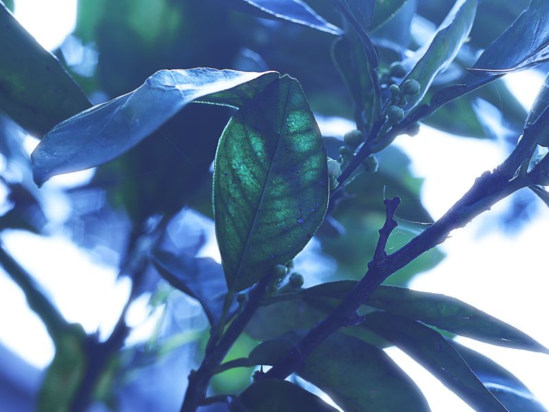 Magic Leaves | Smithsonian Photo Contest | Smithsonian Magazine