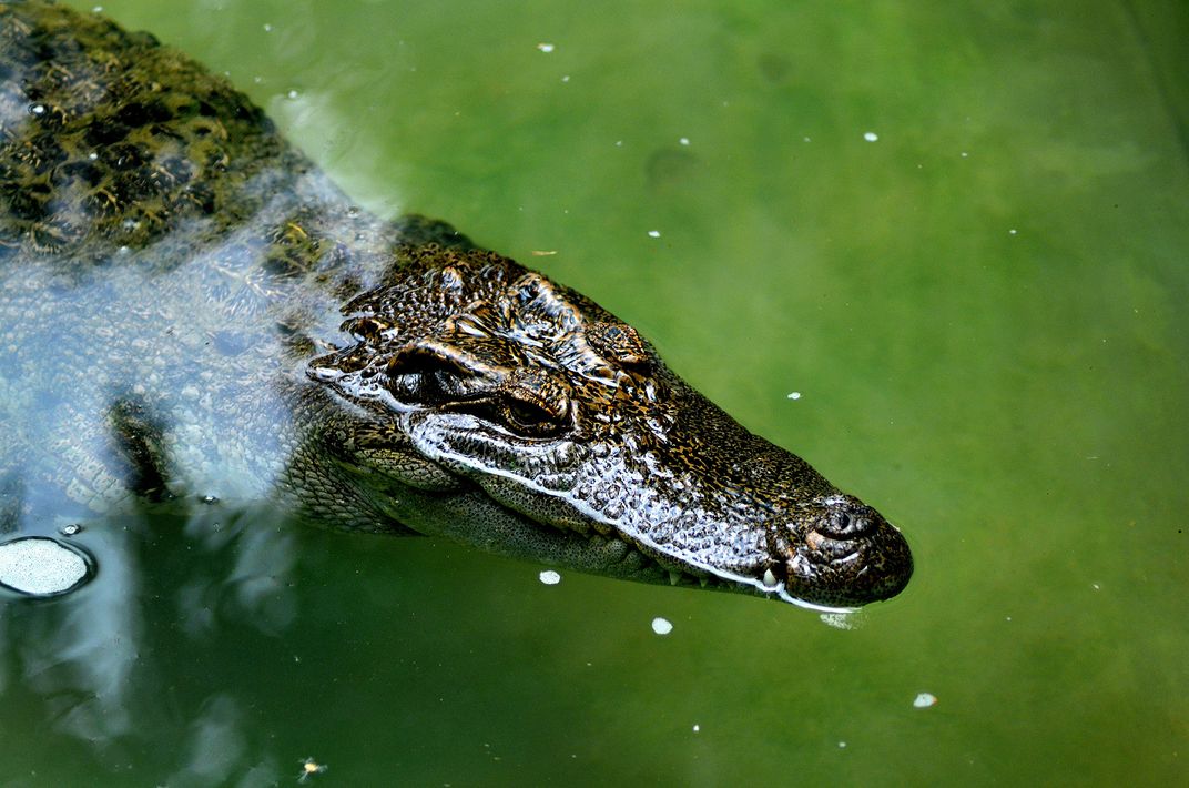 A Saltwater Crocodile. | Smithsonian Photo Contest | Smithsonian Magazine