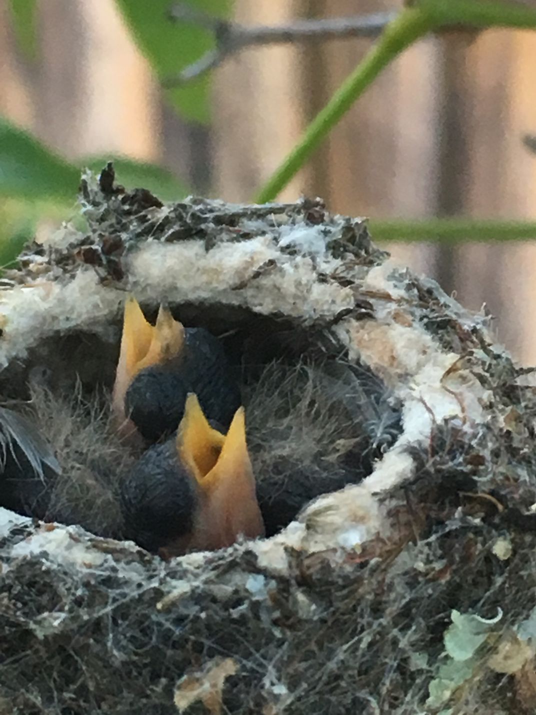 Baby Hummingbirds in the backyard | Smithsonian Photo Contest ...