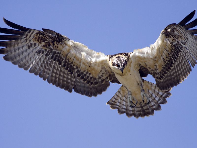 Osprey Landing | Smithsonian Photo Contest | Smithsonian Magazine