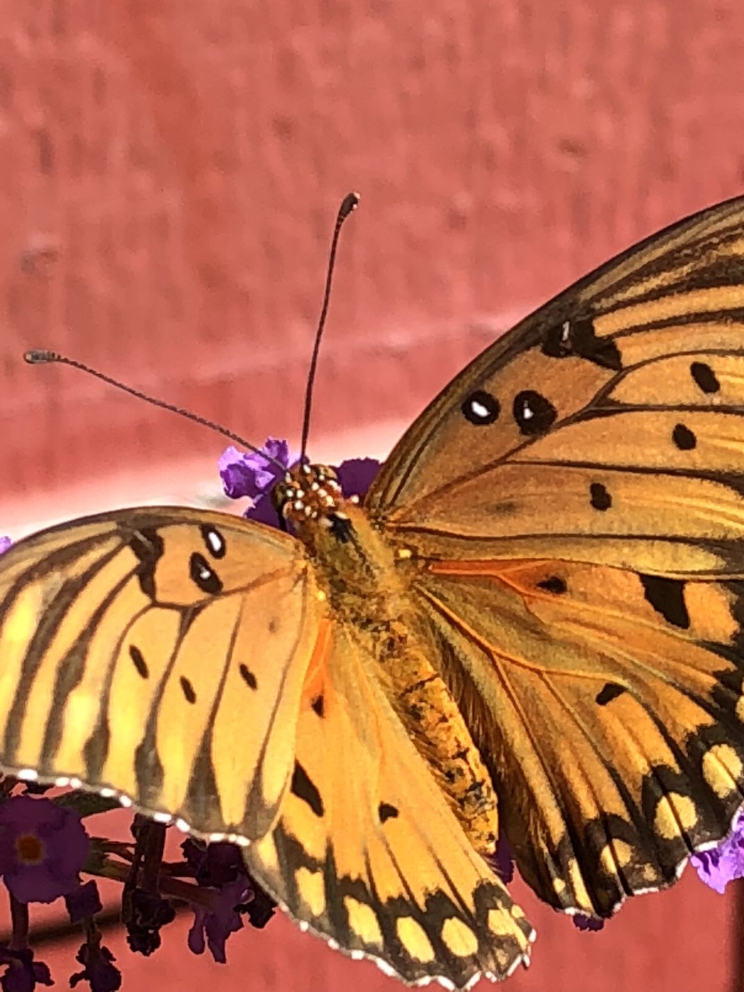 Butterfly Showing its gorgeous wings | Smithsonian Photo Contest ...