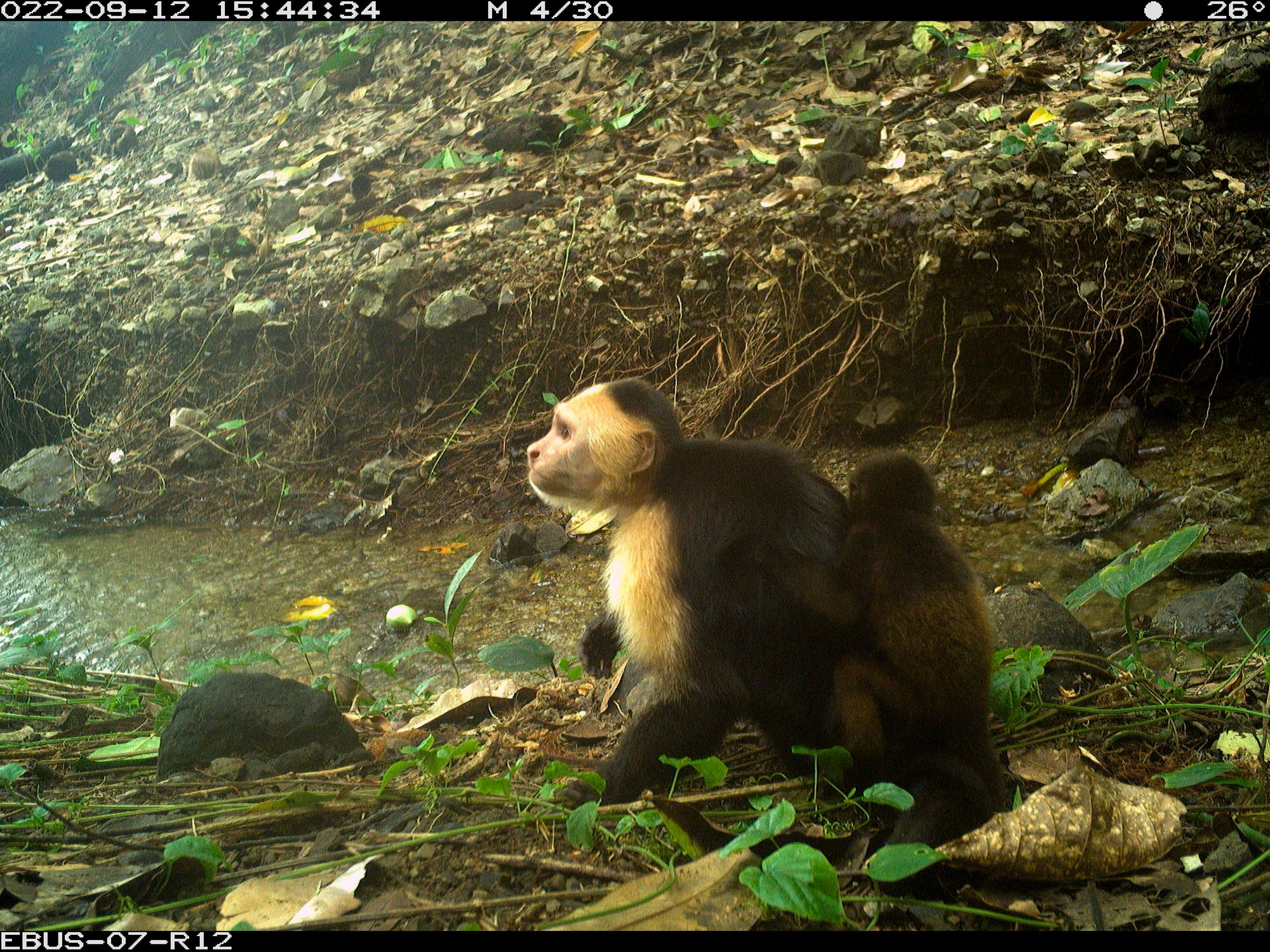 Monkey-Nappers! A Group of Capuchin Monkeys Caught on Camera With Abducted Baby Howler Monkeys ...