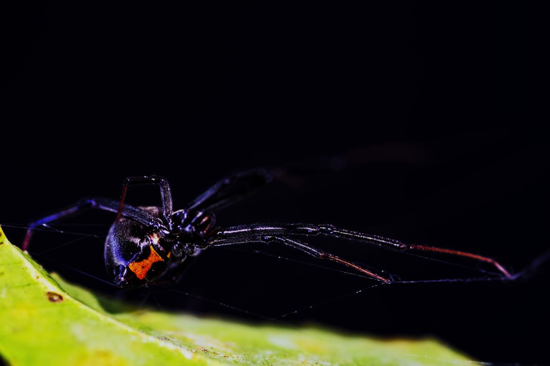 Viuda Negra Latrodectus geometricus / Pentax K-3-II | Smithsonian Photo ...