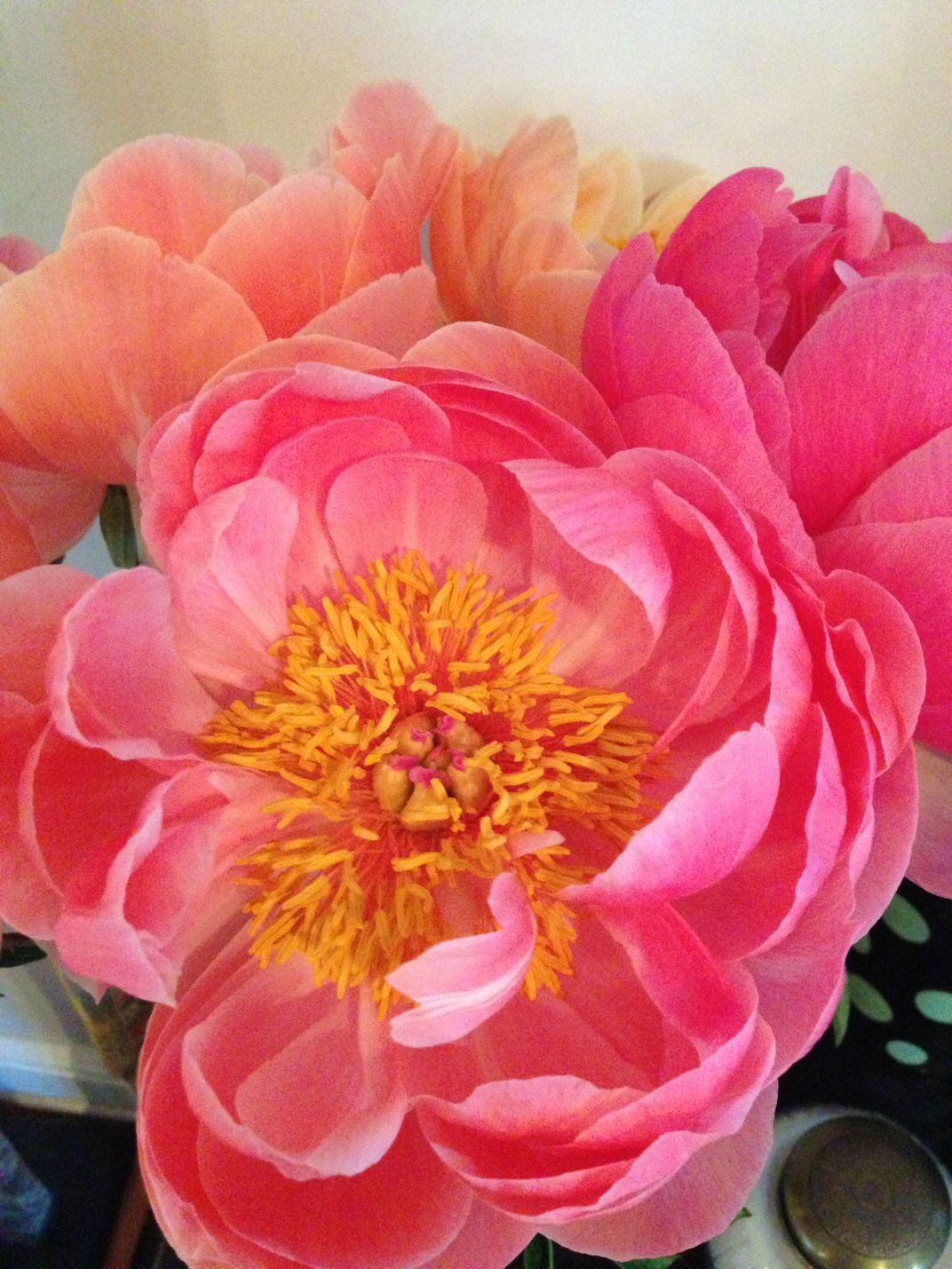 Peonies opening 3 | Smithsonian Photo Contest | Smithsonian Magazine