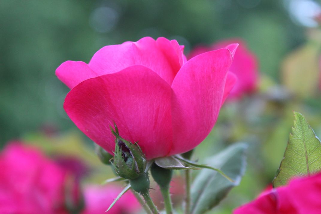 spring rose | Smithsonian Photo Contest | Smithsonian Magazine