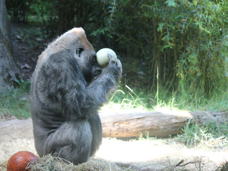 funky monkey | Smithsonian Photo Contest | Smithsonian Magazine