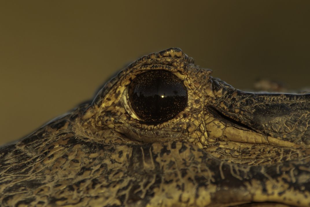 Sunset in cayman´s eye | Smithsonian Photo Contest | Smithsonian Magazine