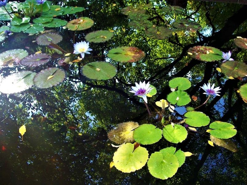 Water Lily Pond | Smithsonian Photo Contest | Smithsonian Magazine