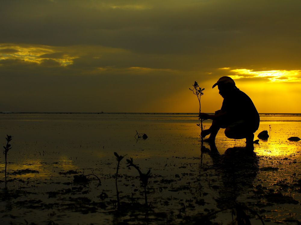 A man is planting bakawan tree to save it for the future. | Smithsonian ...