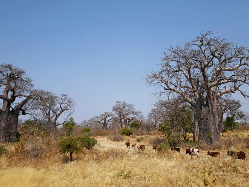 Baobab forest | Smithsonian Photo Contest | Smithsonian Magazine