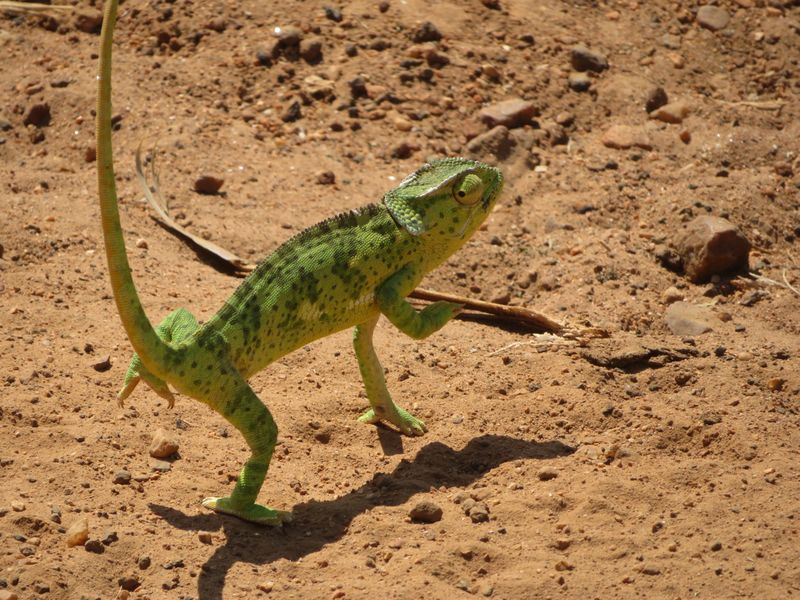 Dancing Green Lizard | Smithsonian Photo Contest | Smithsonian Magazine