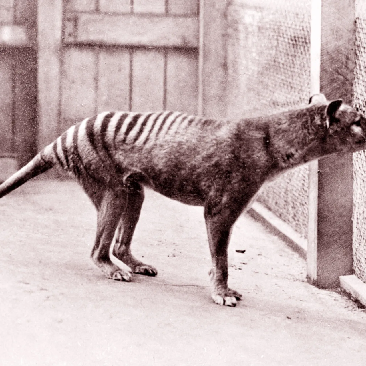 Tasmanian Tiger Extinct Watch Last Known Footage Of Extinct Tasmanian