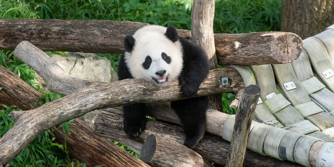 50 Panda Facts to Celebrate 50 Years of Giant Pandas at the Smithsonian ...
