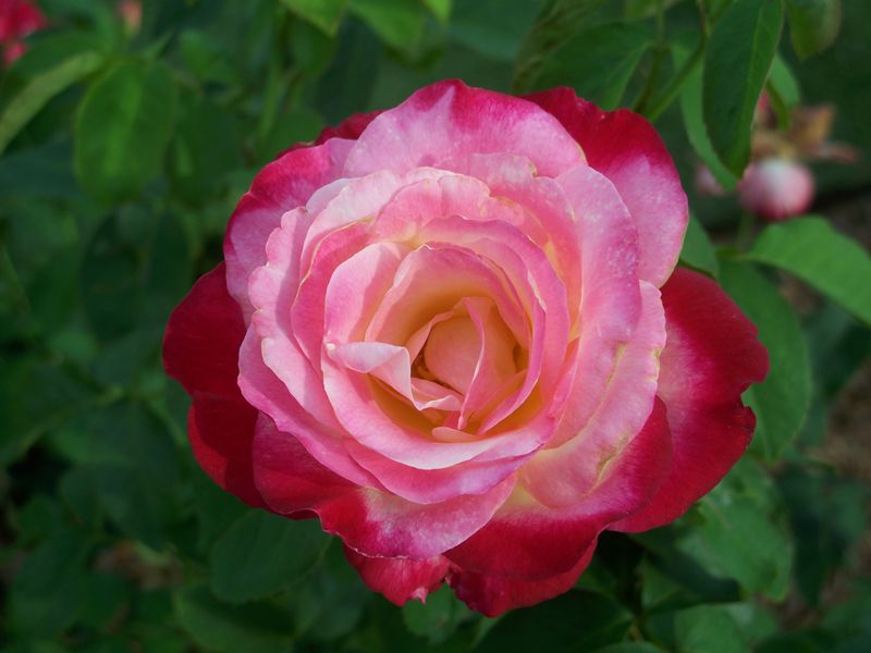 Natural color variations on roses. | Smithsonian Photo Contest ...