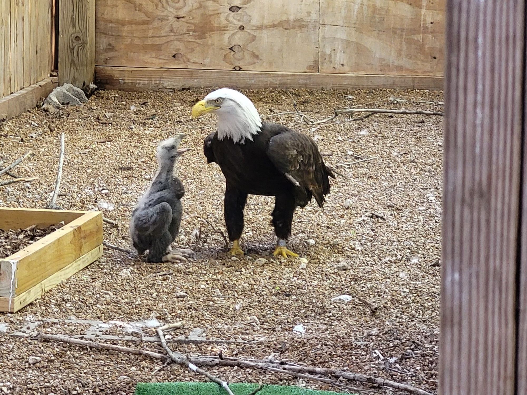 Eagle Who Thought Rock Was an Egg Finally Gets to Be a Dad