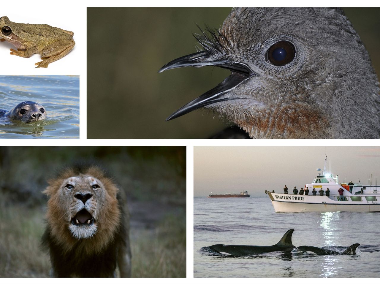 Animals That Are Dramatic