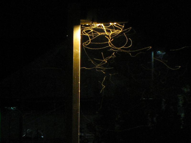 Bugs buzzing under a streetlight | Smithsonian Photo Contest ...