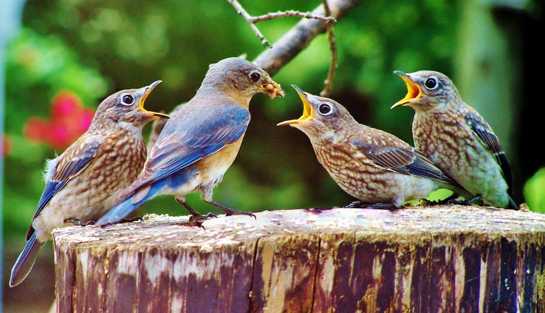 BlueBird Feeding It's Fledglings | Smithsonian Photo Contest ...