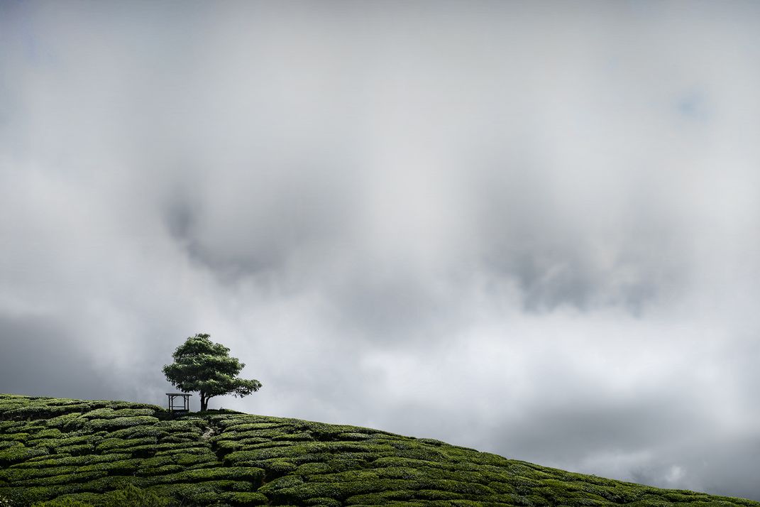 Lone Tree #6 | Smithsonian Photo Contest | Smithsonian Magazine