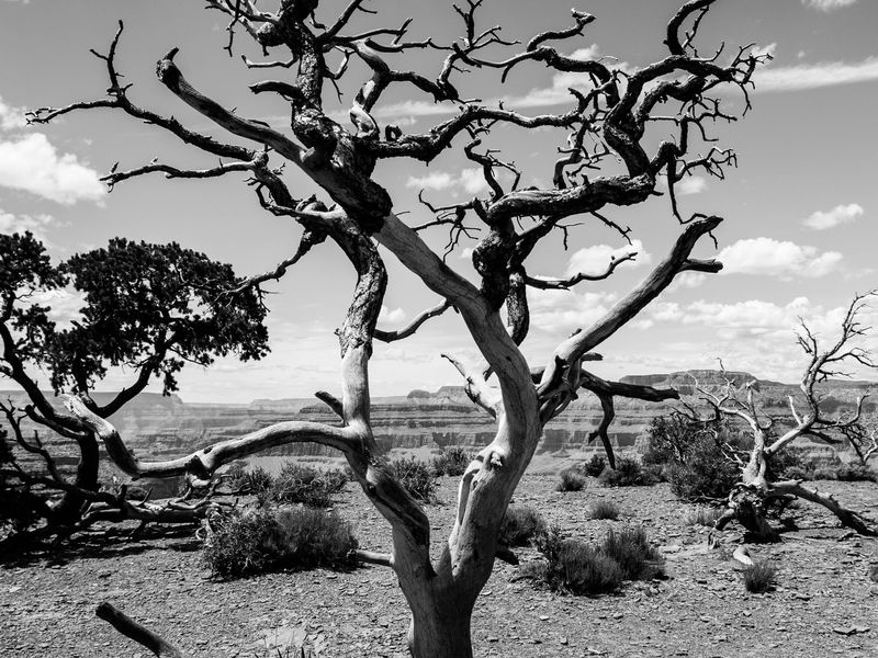 A Tree's Perspective | Smithsonian Photo Contest | Smithsonian Magazine
