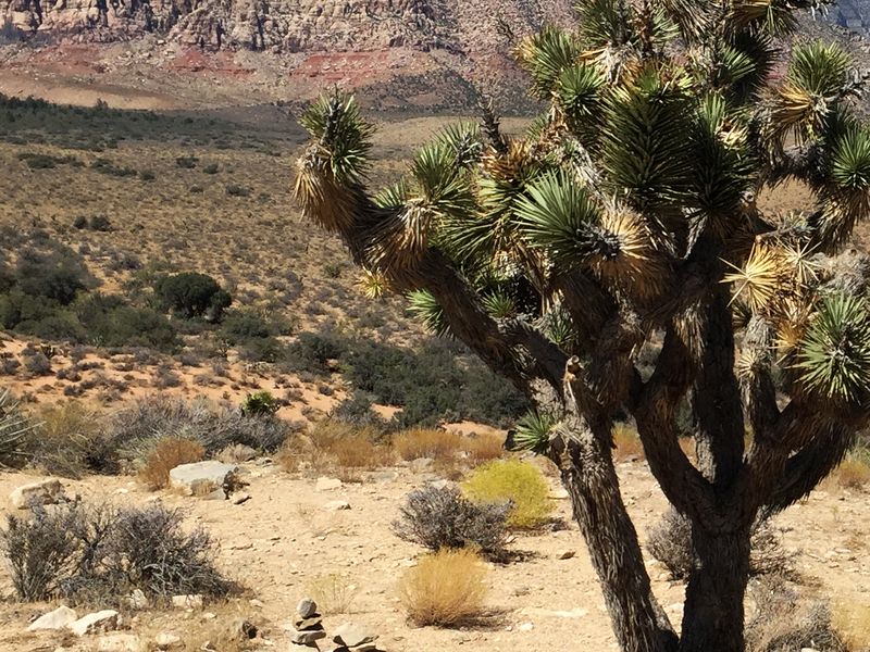 Joshua Tree near Red Rock Canyon Nevada | Smithsonian Photo Contest ...
