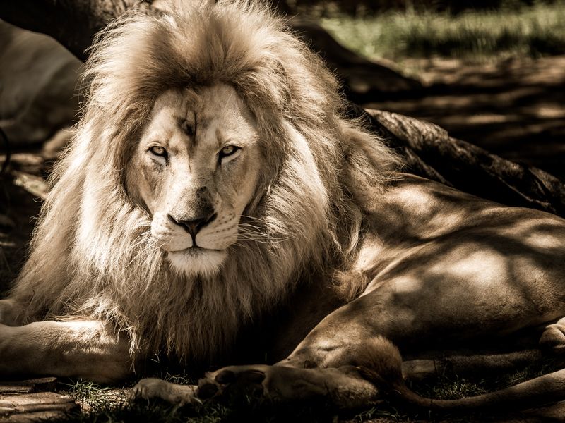 Lion in Shadow | Smithsonian Photo Contest | Smithsonian Magazine
