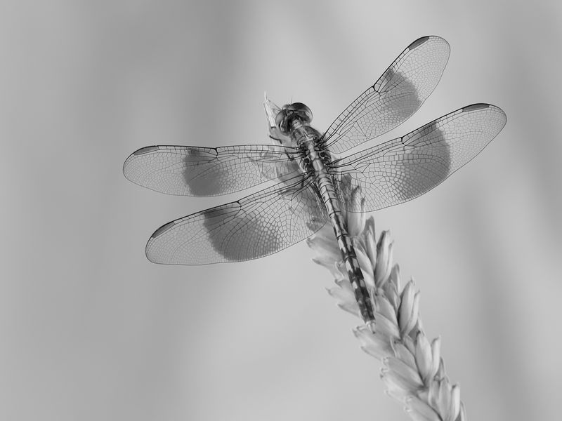 Crystal Wings | Smithsonian Photo Contest | Smithsonian Magazine