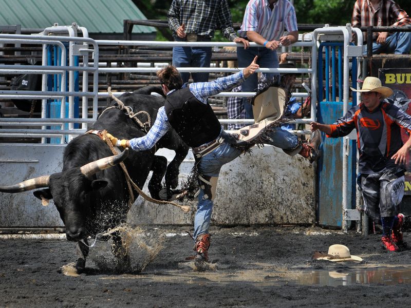 Dance with Bull | Smithsonian Photo Contest | Smithsonian Magazine