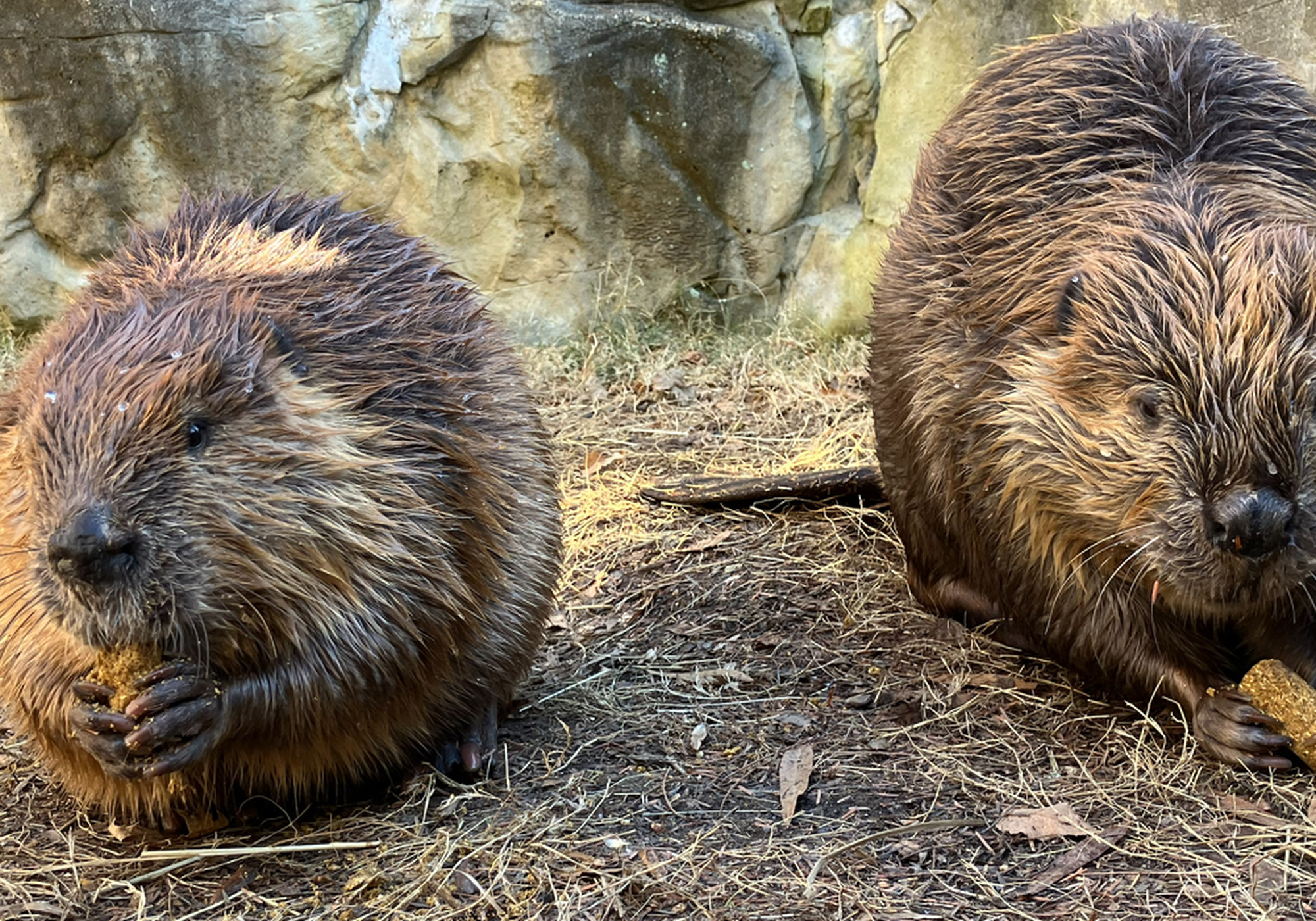 Aspen and Juniper: A Beaver Love Story | Smithsonian Voices | National ...