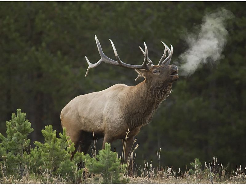Bull Elk Bugling on Cold Morning in Yellowstone N.P. | Smithsonian ...