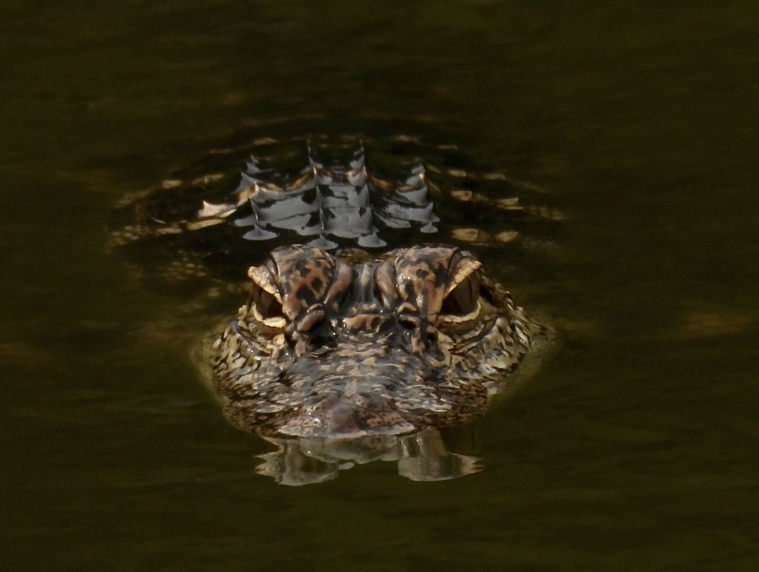 Alligator in Emerson Point Preserve | Smithsonian Photo Contest ...