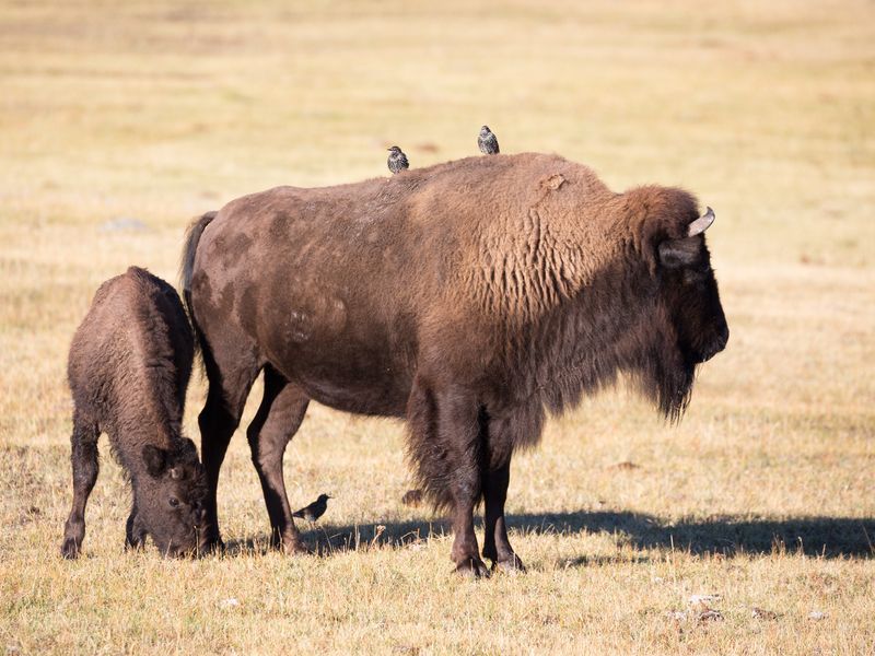 Birds atop female bison next to calf | Smithsonian Photo Contest ...