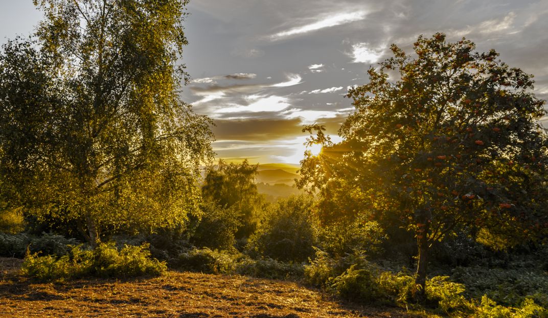 Happy rowan | Smithsonian Photo Contest | Smithsonian Magazine
