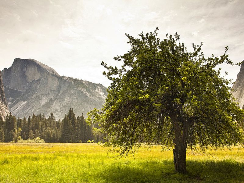 Lone tree in Yosemite Valley. Half Dome is visible on left. Part of ...