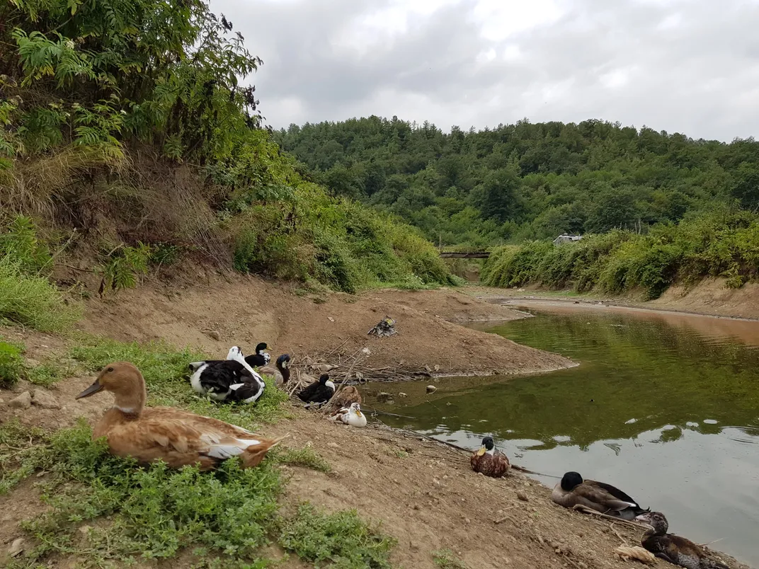Say hello to ducks | Smithsonian Photo Contest | Smithsonian Magazine