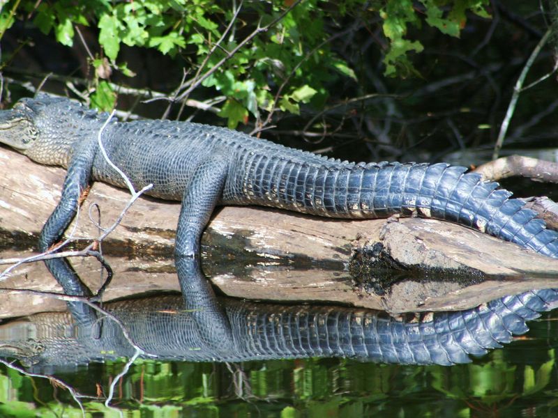 Alligator sunbathing | Smithsonian Photo Contest | Smithsonian Magazine