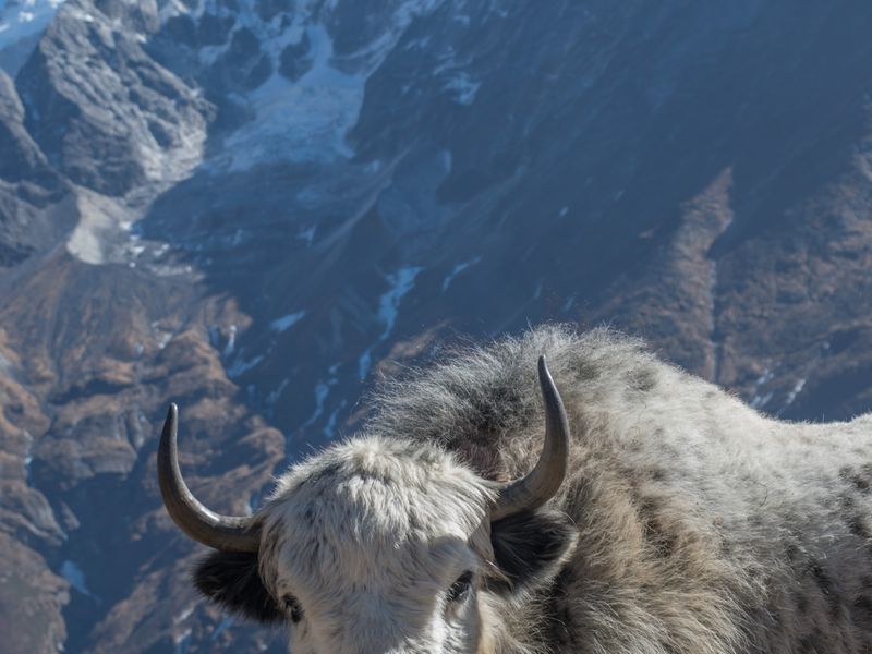 A yak in the Everest Region | Smithsonian Photo Contest | Smithsonian ...