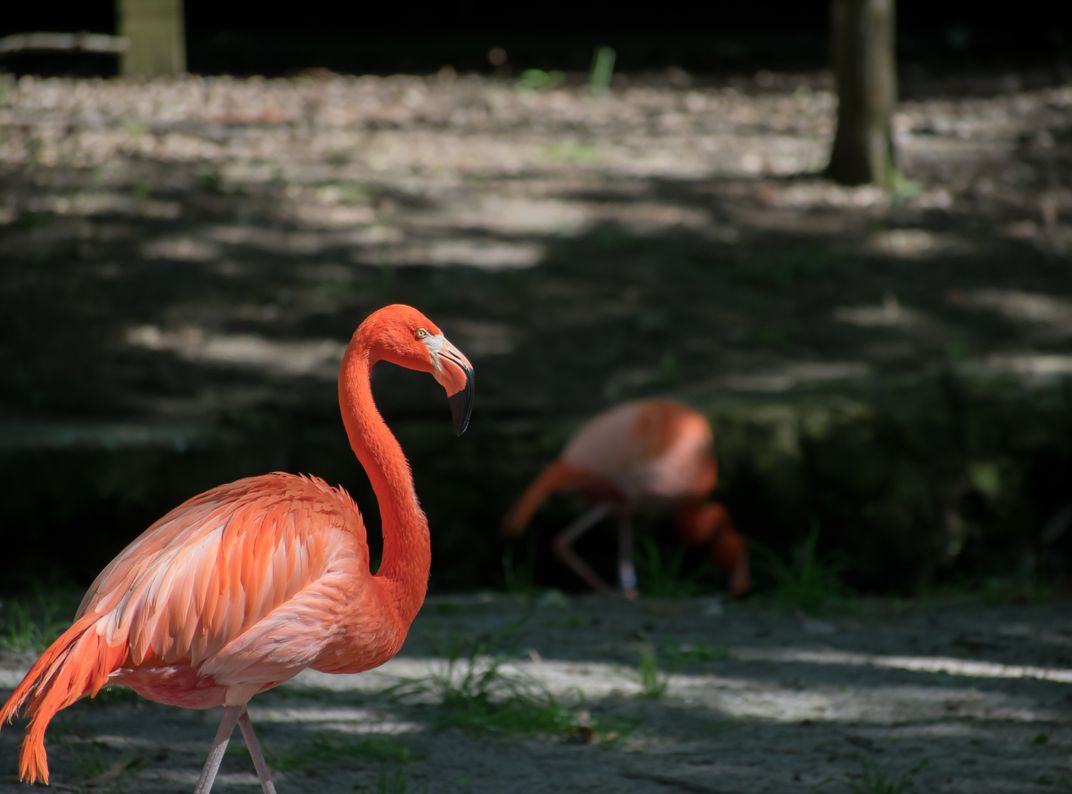 Flamingo See All | Smithsonian Photo Contest | Smithsonian Magazine