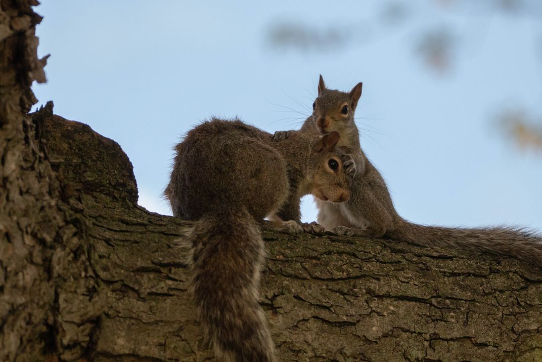 Mom and baby squirrel | Smithsonian Photo Contest | Smithsonian Magazine