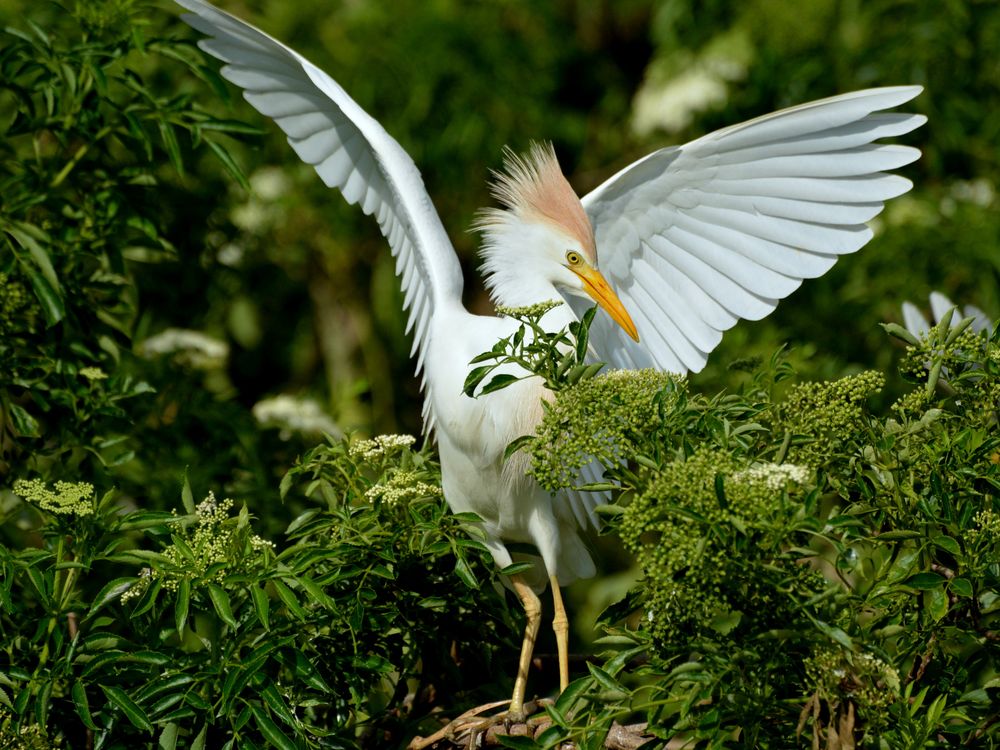 Angelic Pose | Smithsonian Photo Contest | Smithsonian Magazine