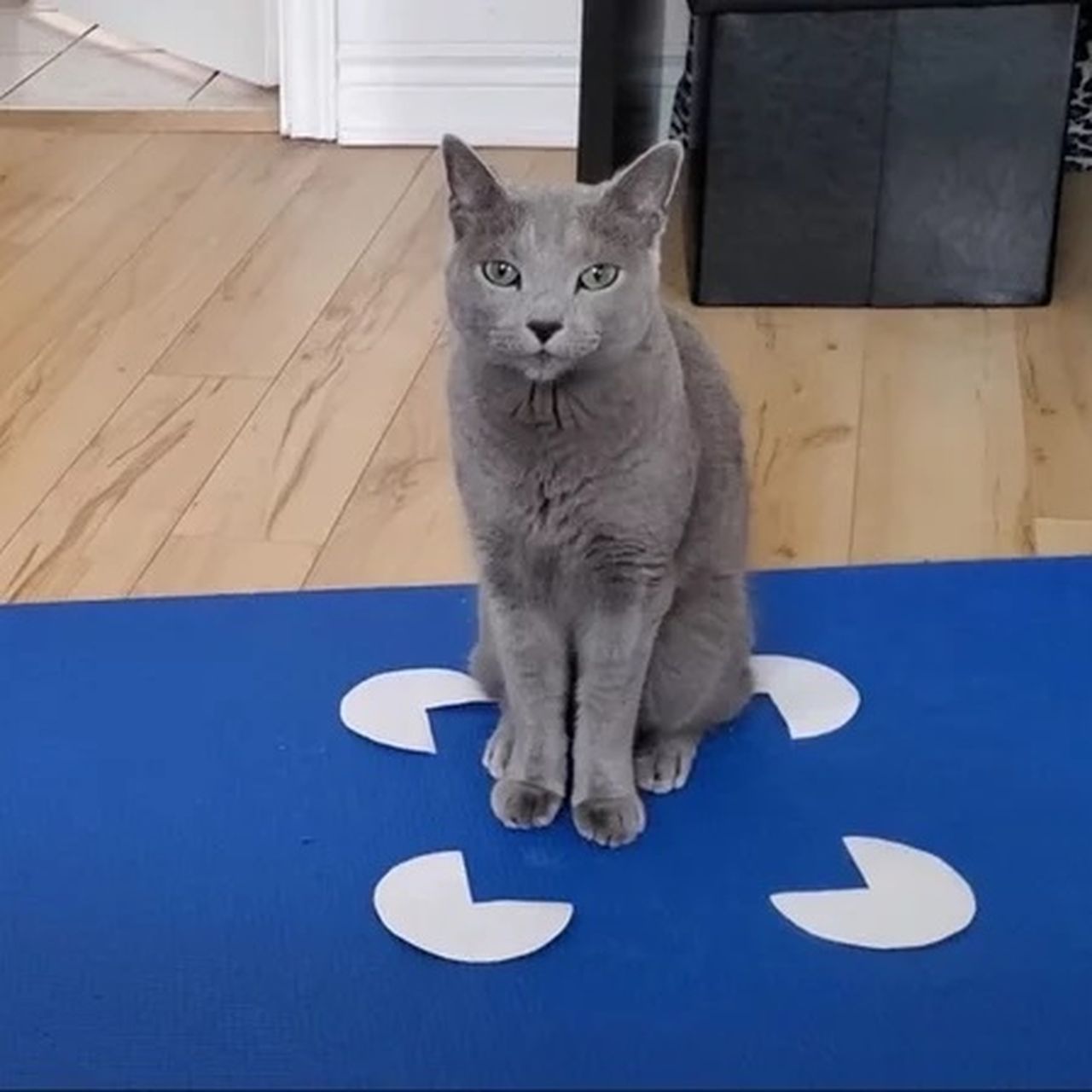 cats in boxes switch