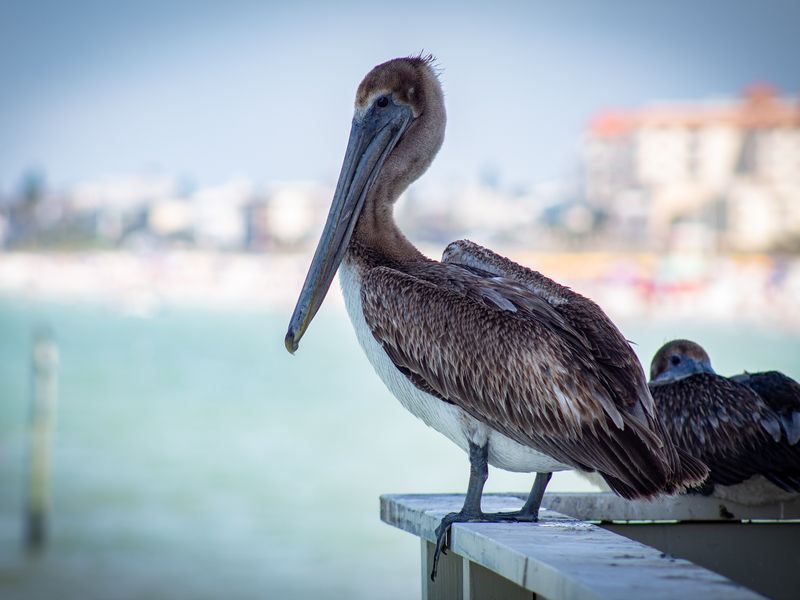 pelican on pier | Smithsonian Photo Contest | Smithsonian Magazine