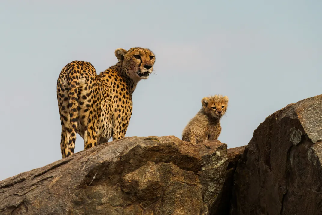 Mother cheetah and cub on lookout | Smithsonian Photo Contest ...