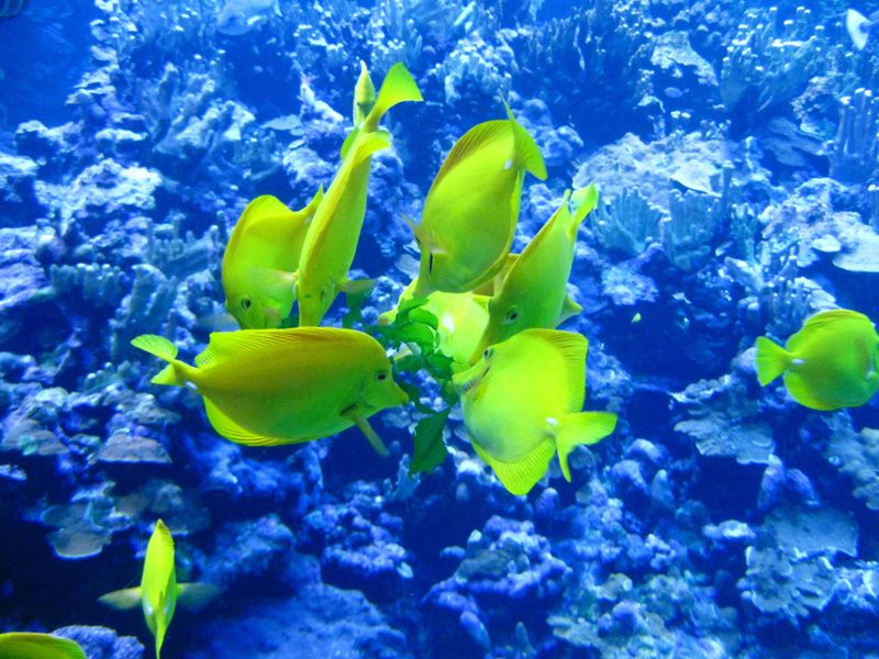Although these Yellow Tang were feasting in the Maui Ocean Center, we ...