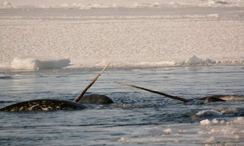narwhals github