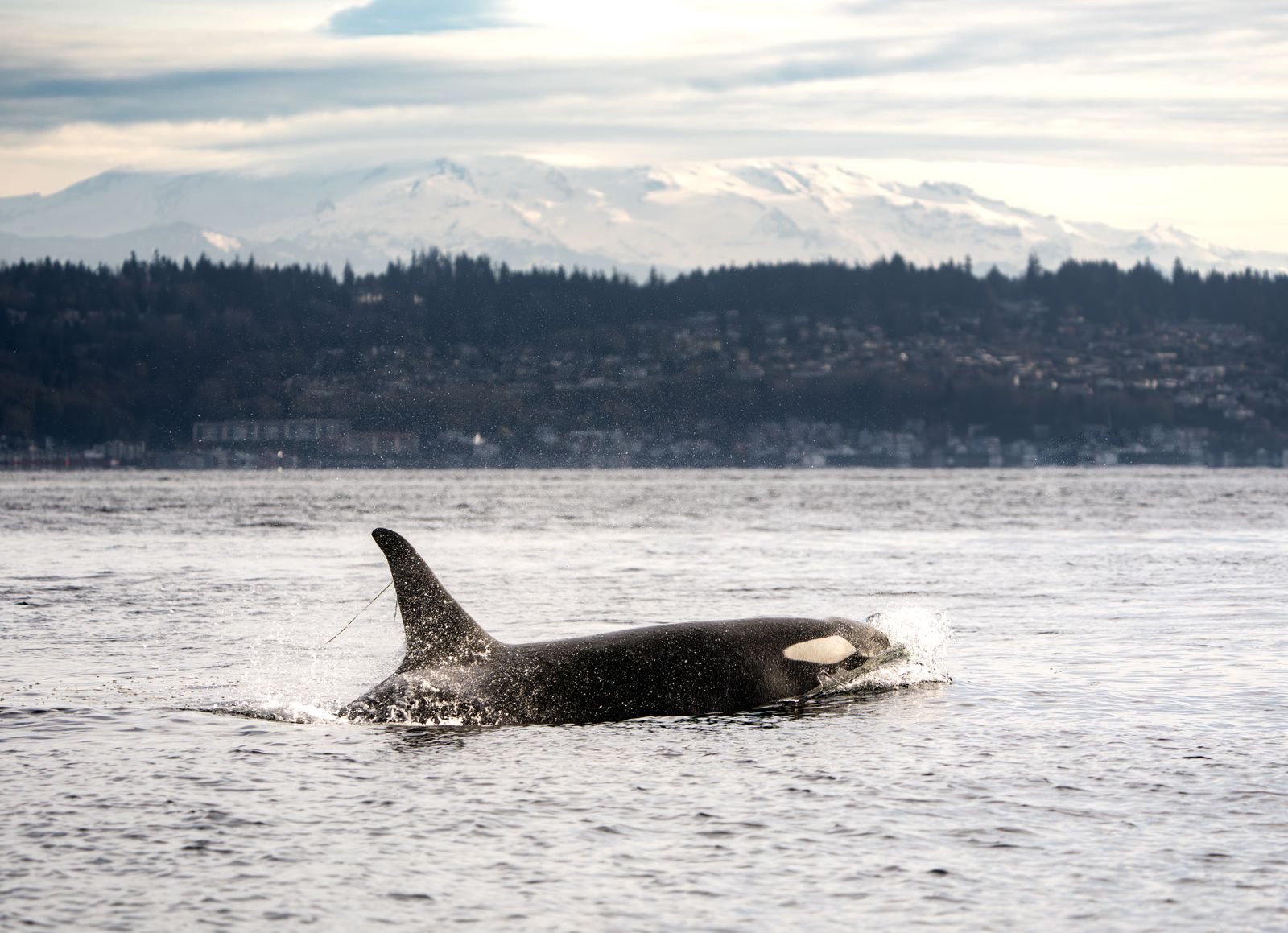 No, Orcas Probably Aren't Reviving the 'Dead Salmon Hat' Trend, Despite ...